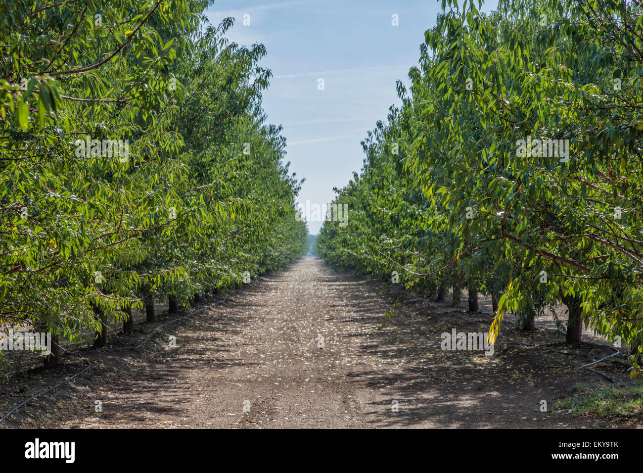 Drip irrigation being used to water almond trees. Rod Cardella runs ...