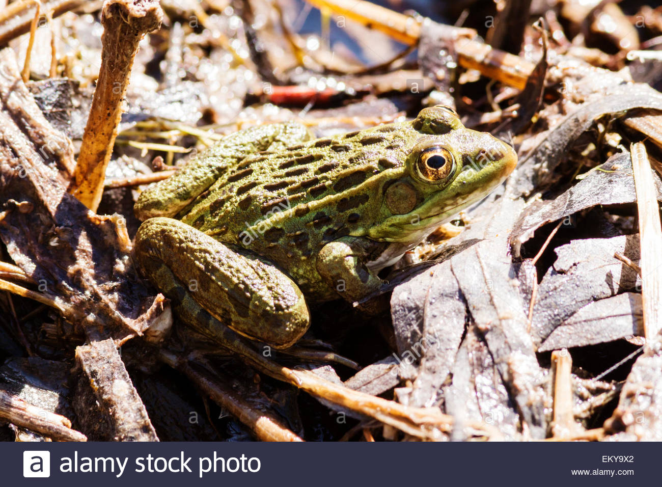 American Bullfrog High Resolution Stock Photography and Images - Alamy