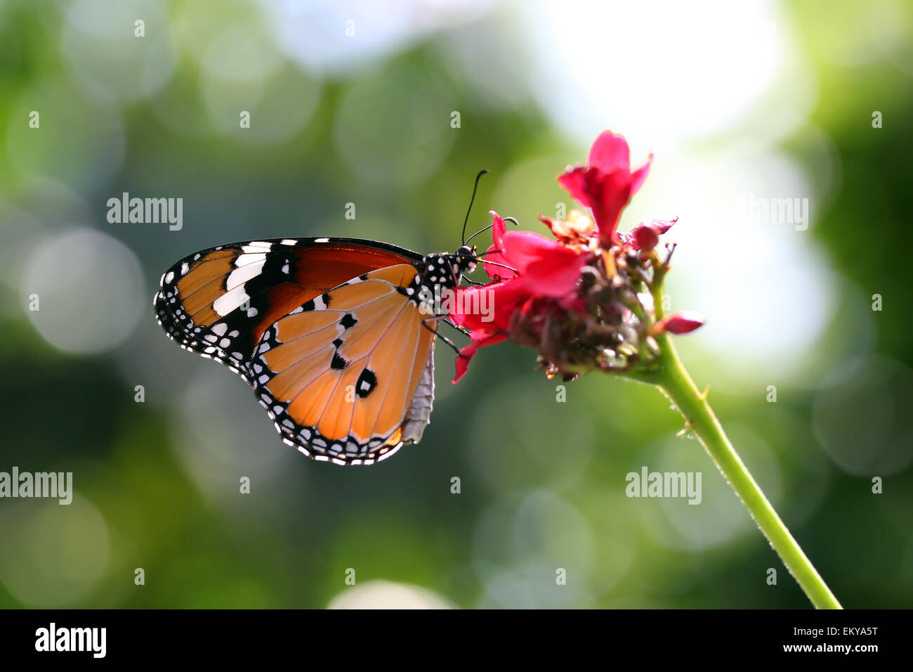 Beautiful butterfly in the natural Stock Photo - Alamy