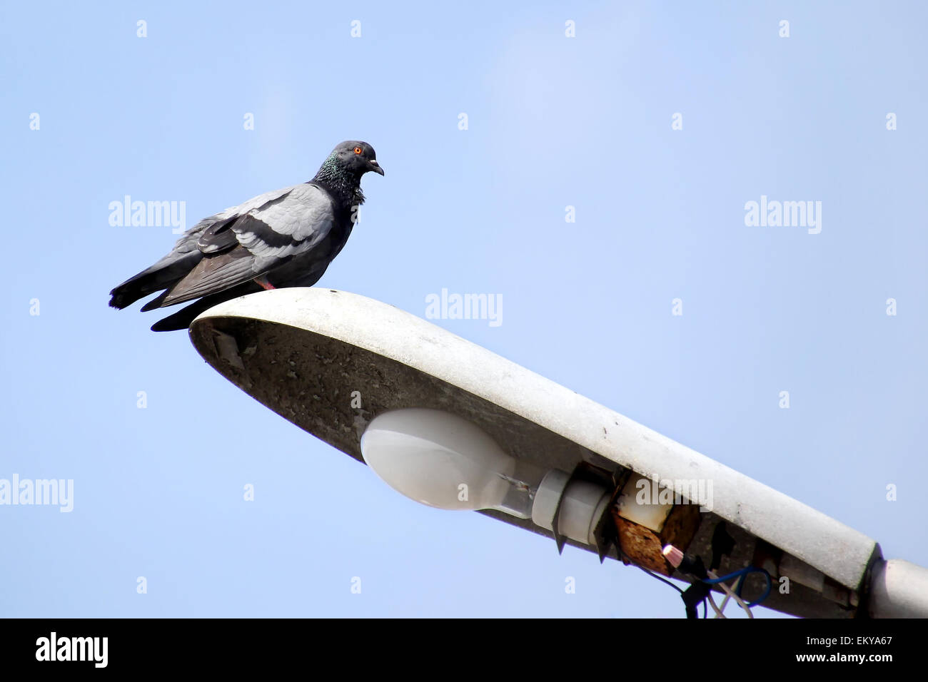 Freedom pigeon on the pole Stock Photo - Alamy