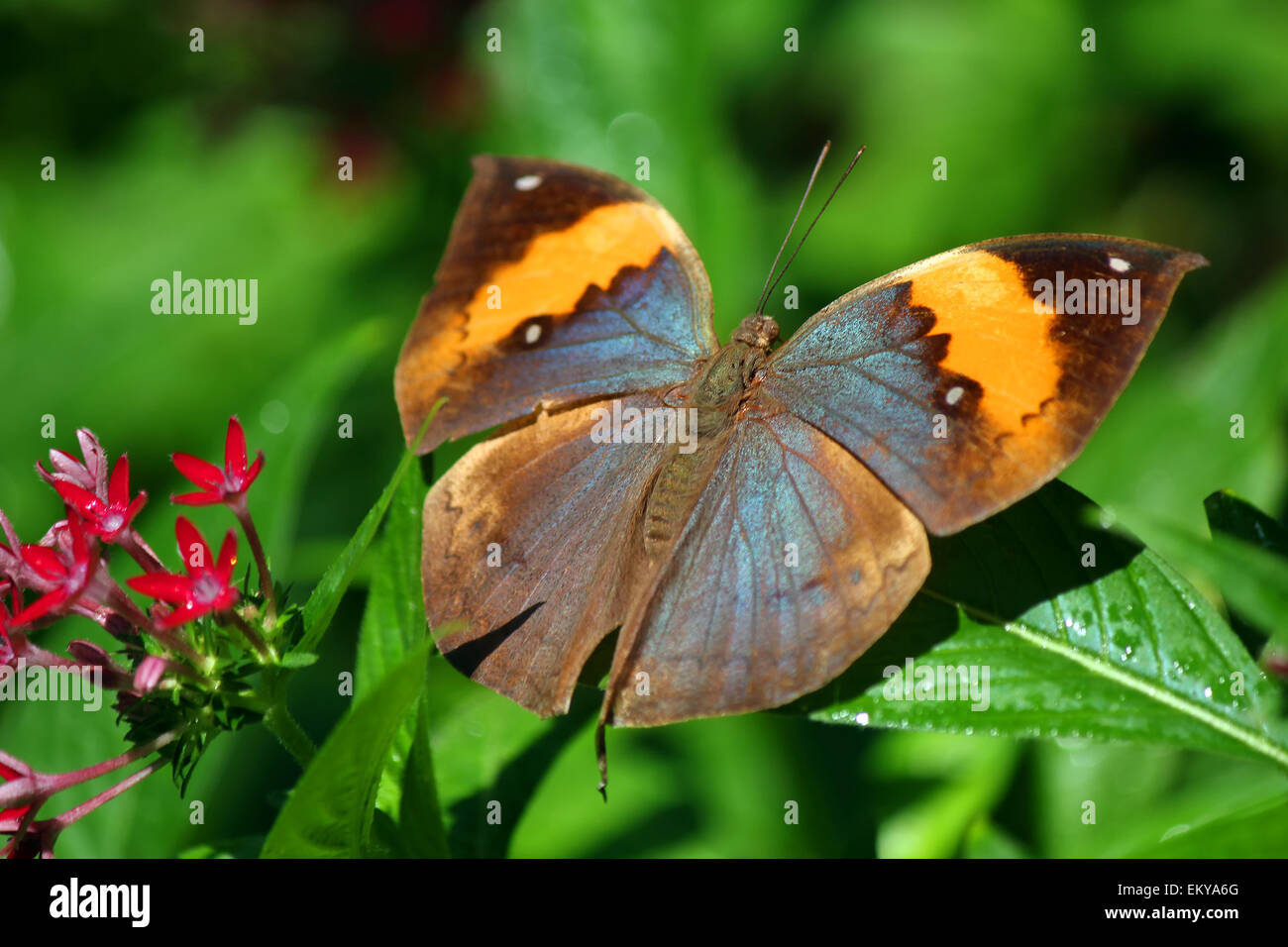 Beautiful butterfly in the natural Stock Photo - Alamy