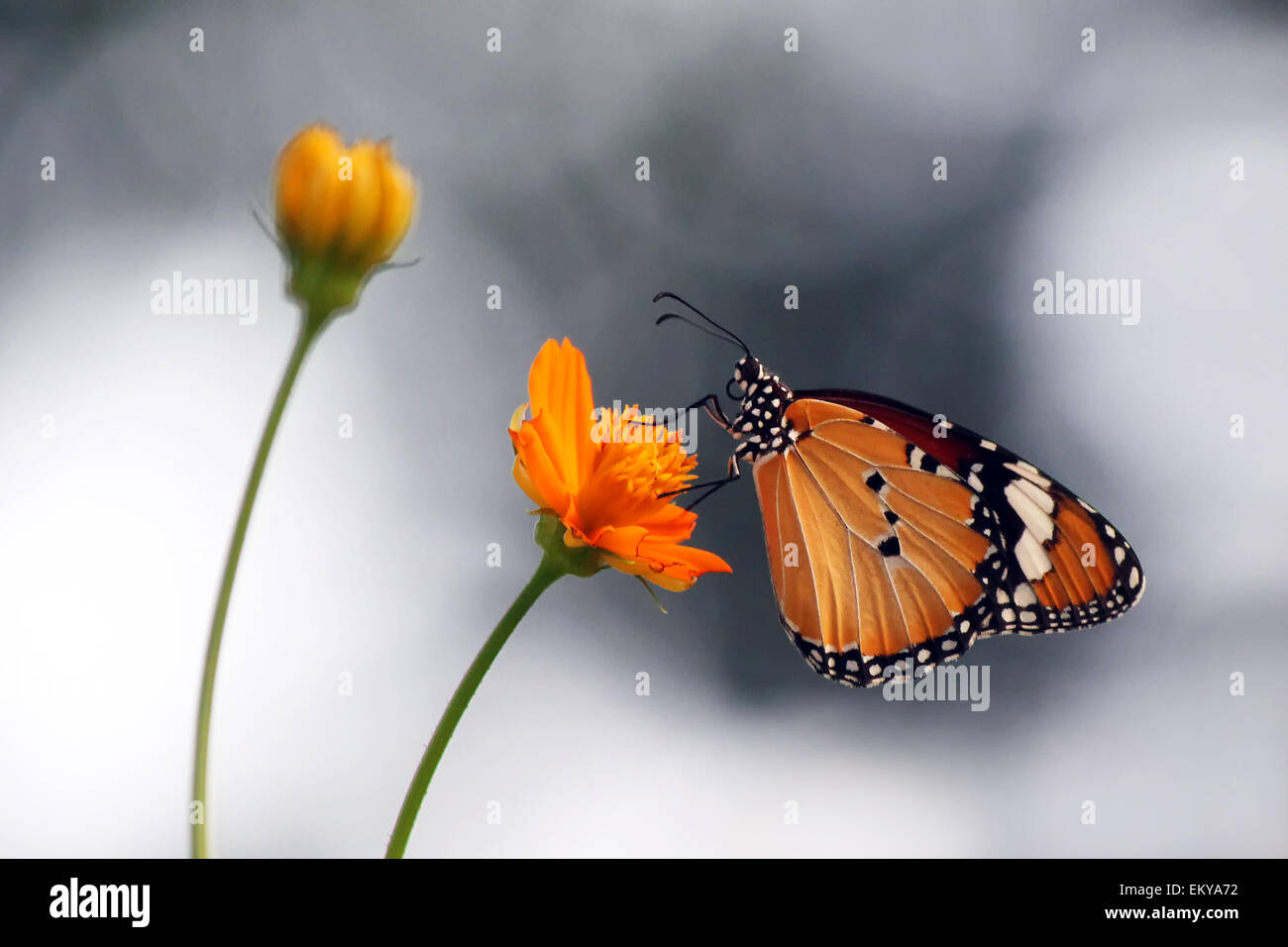 Beautiful butterfly in the natural Stock Photo - Alamy