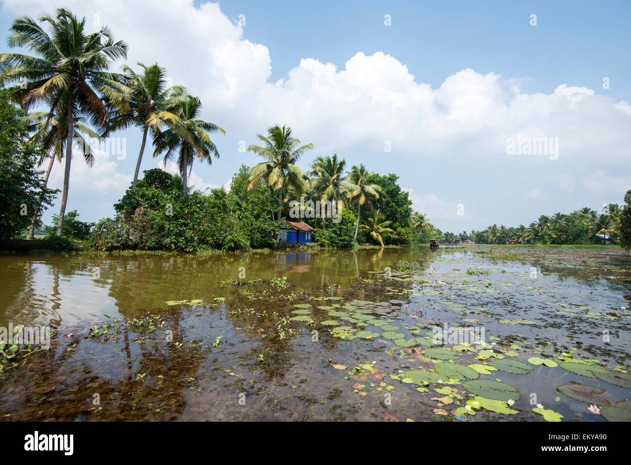 The Backwaters at Kumarakom, Kerala India Stock Photo - Alamy