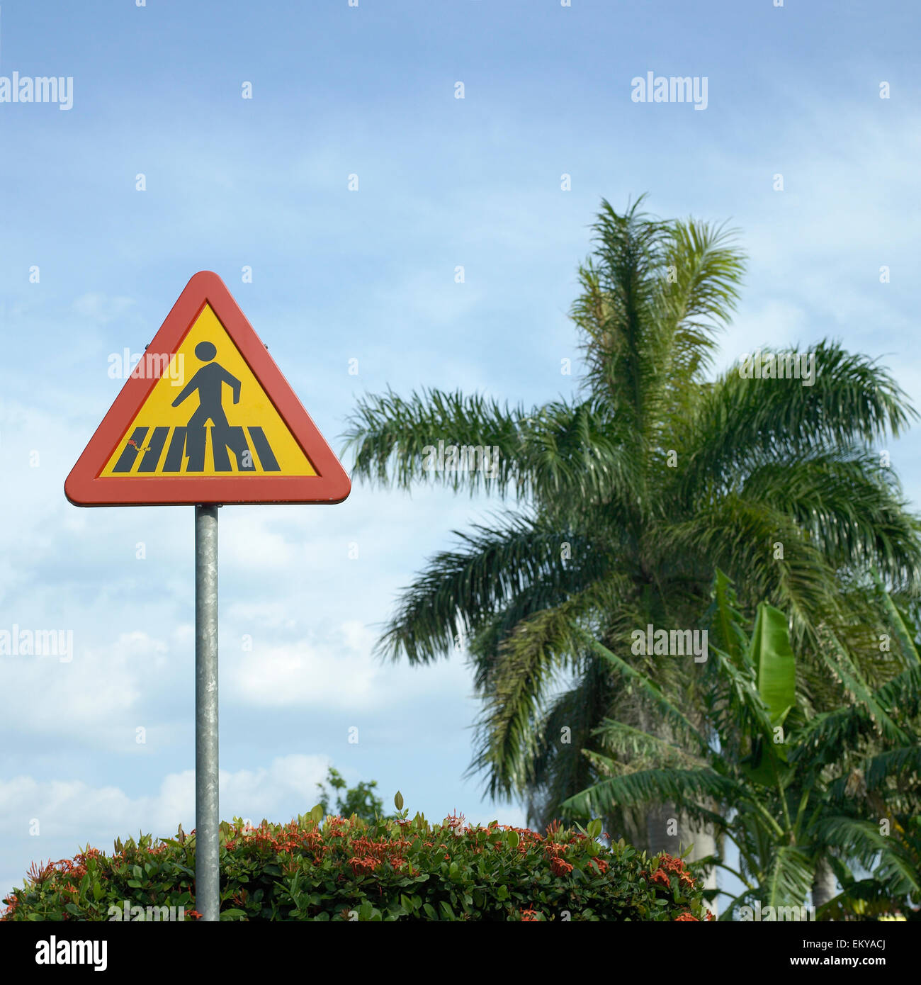 Pedestrian crossing sign with palm trees in the background Stock Photo ...