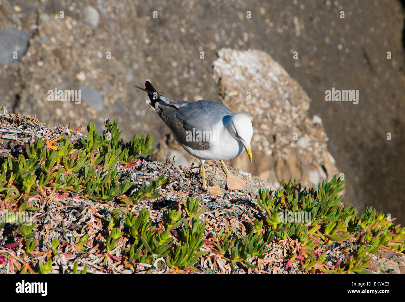 Seagull rocks hi-res stock photography and images - Alamy