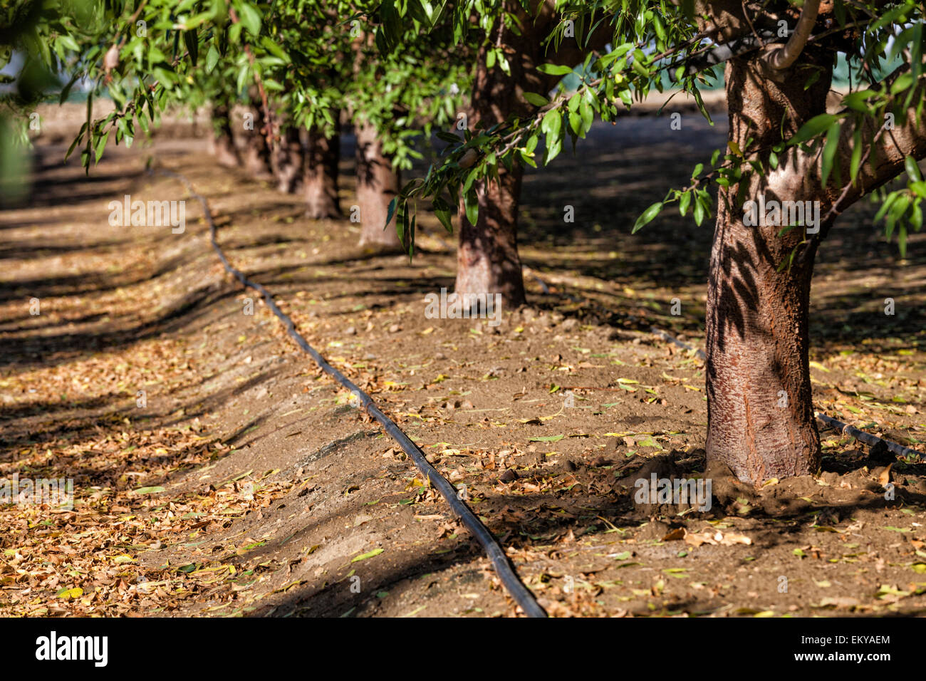 Drip irrigation being used to water almond trees. Rod Cardella runs ...