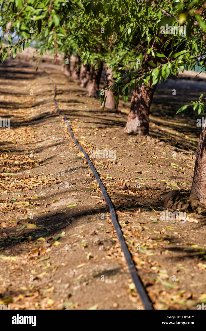 Drip irrigation being used to water almond trees. Rod Cardella runs ...