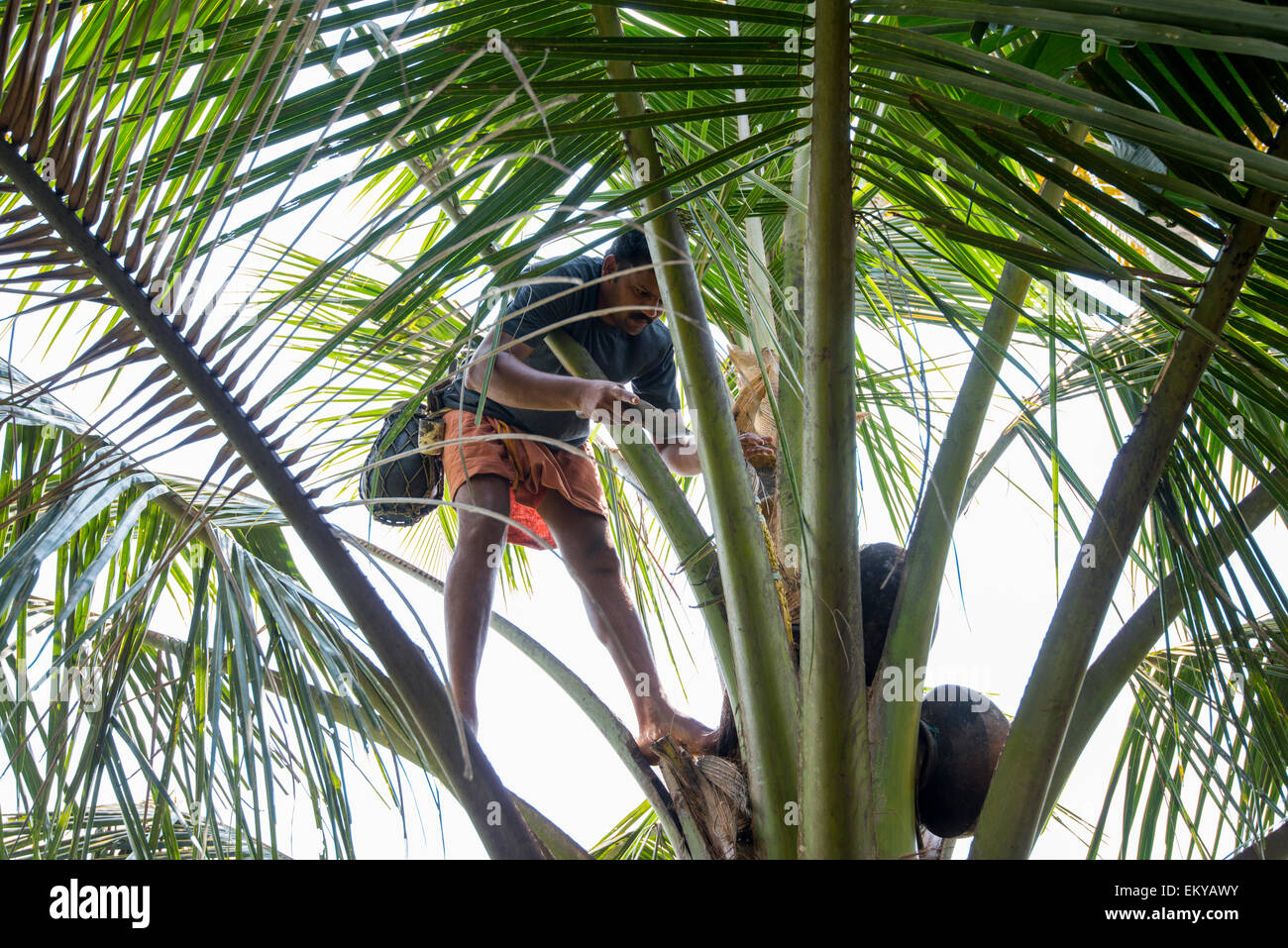 An Indian man demonstrates how to make Palm Wine (toddy) as part of a ...