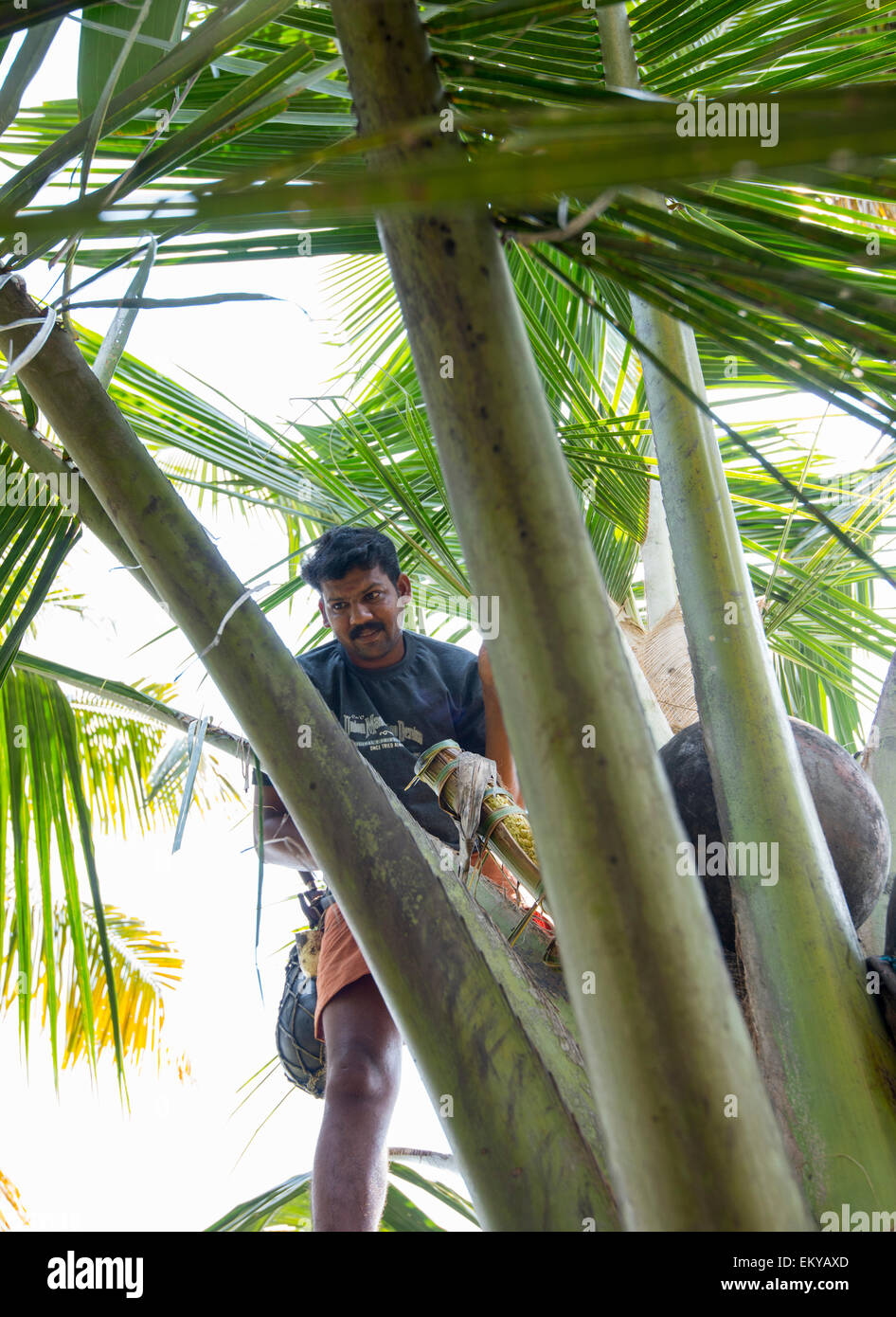 Palm wine kerala hi-res stock photography and images - Alamy