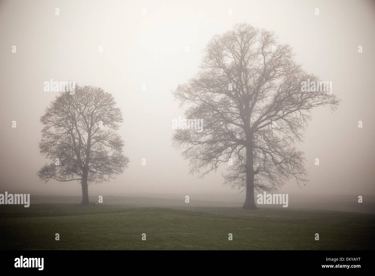 Silhouette Of Two Trees In The Fog Stock Photo - Alamy