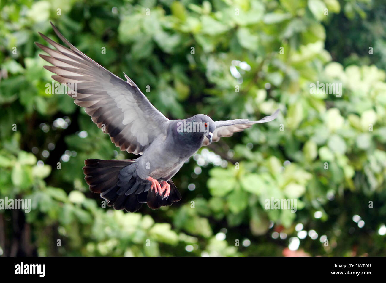 Flying pigeon in the natural Stock Photo - Alamy