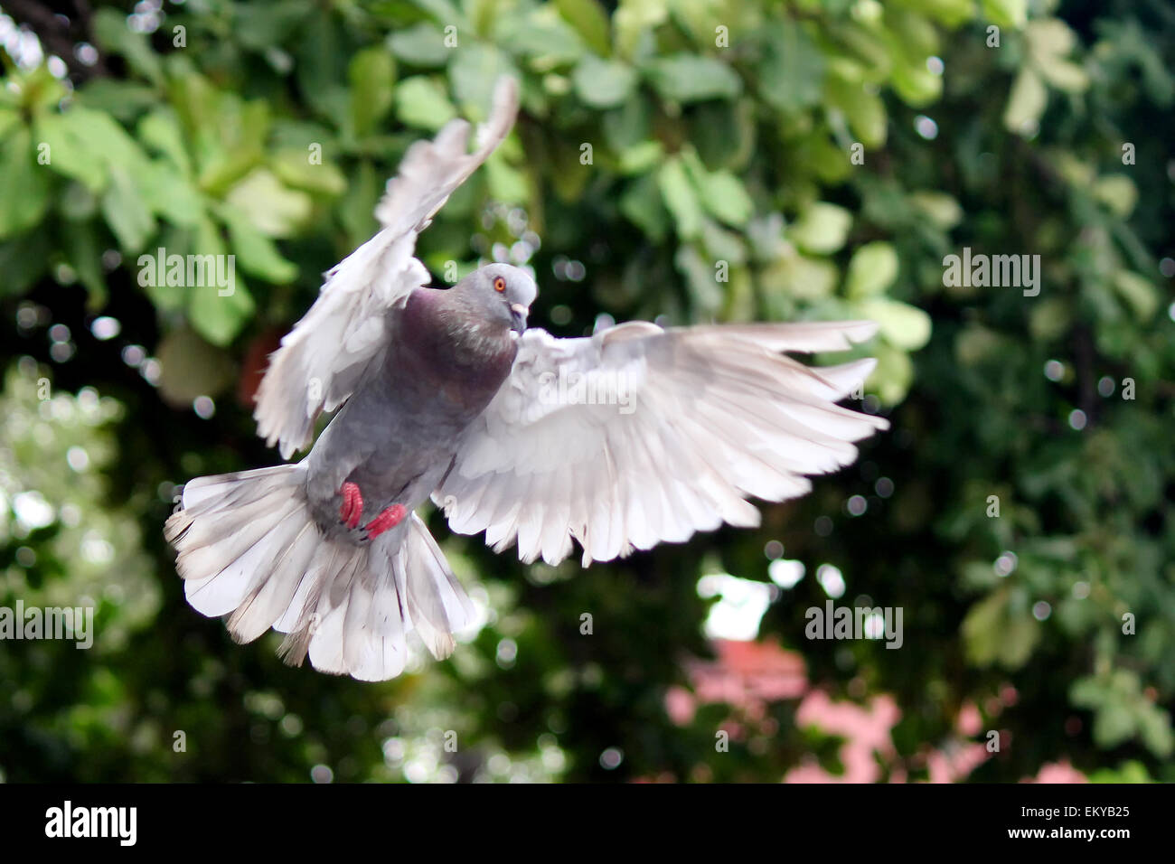 Flying pigeon in the natural Stock Photo - Alamy