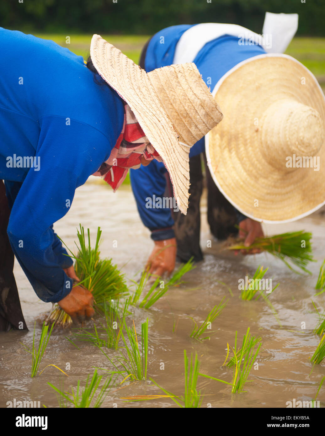 Thailand, Planting new rice; Chiang Mai Stock Photo - Alamy