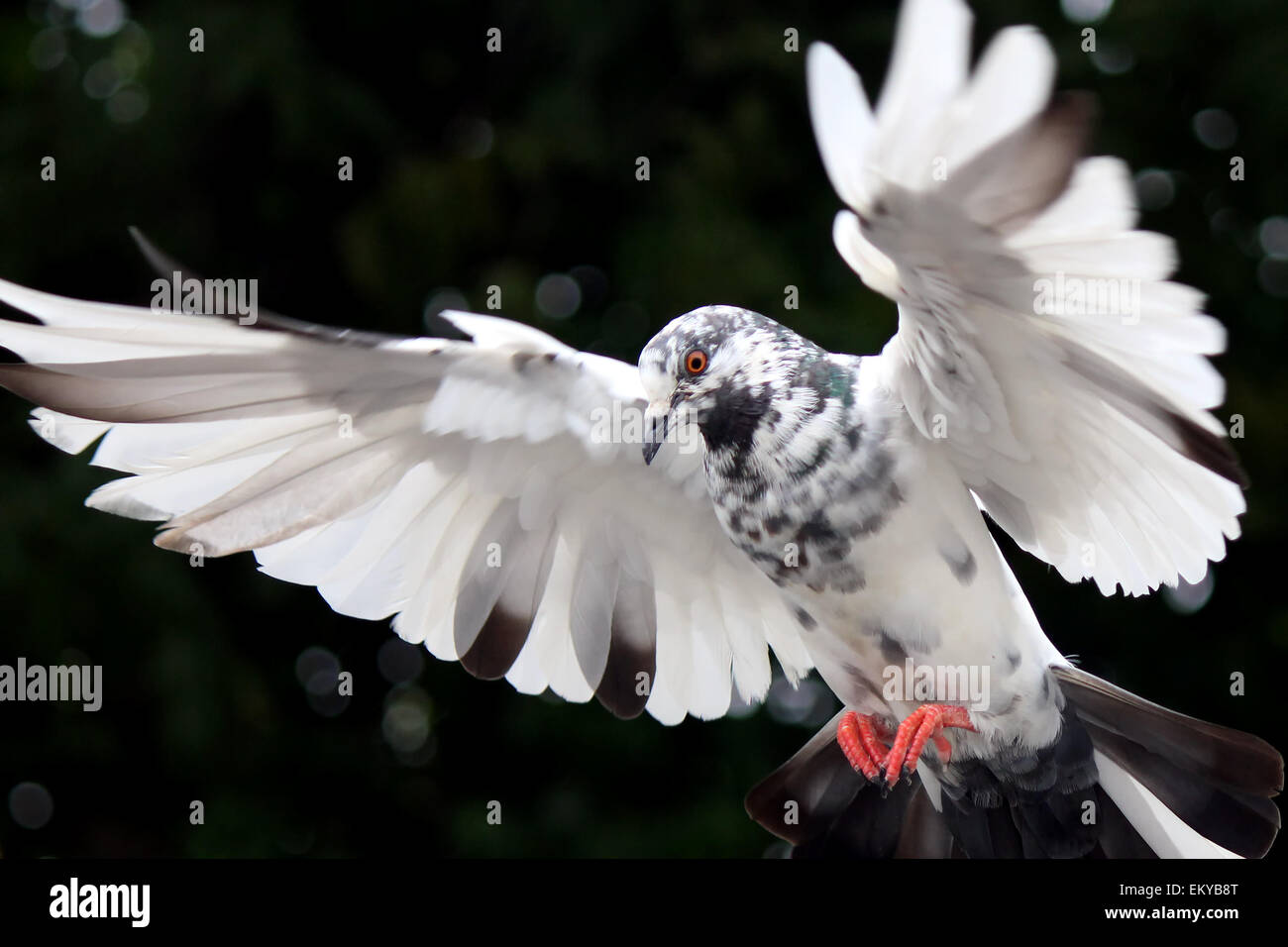 Flying pigeon in the natural Stock Photo - Alamy