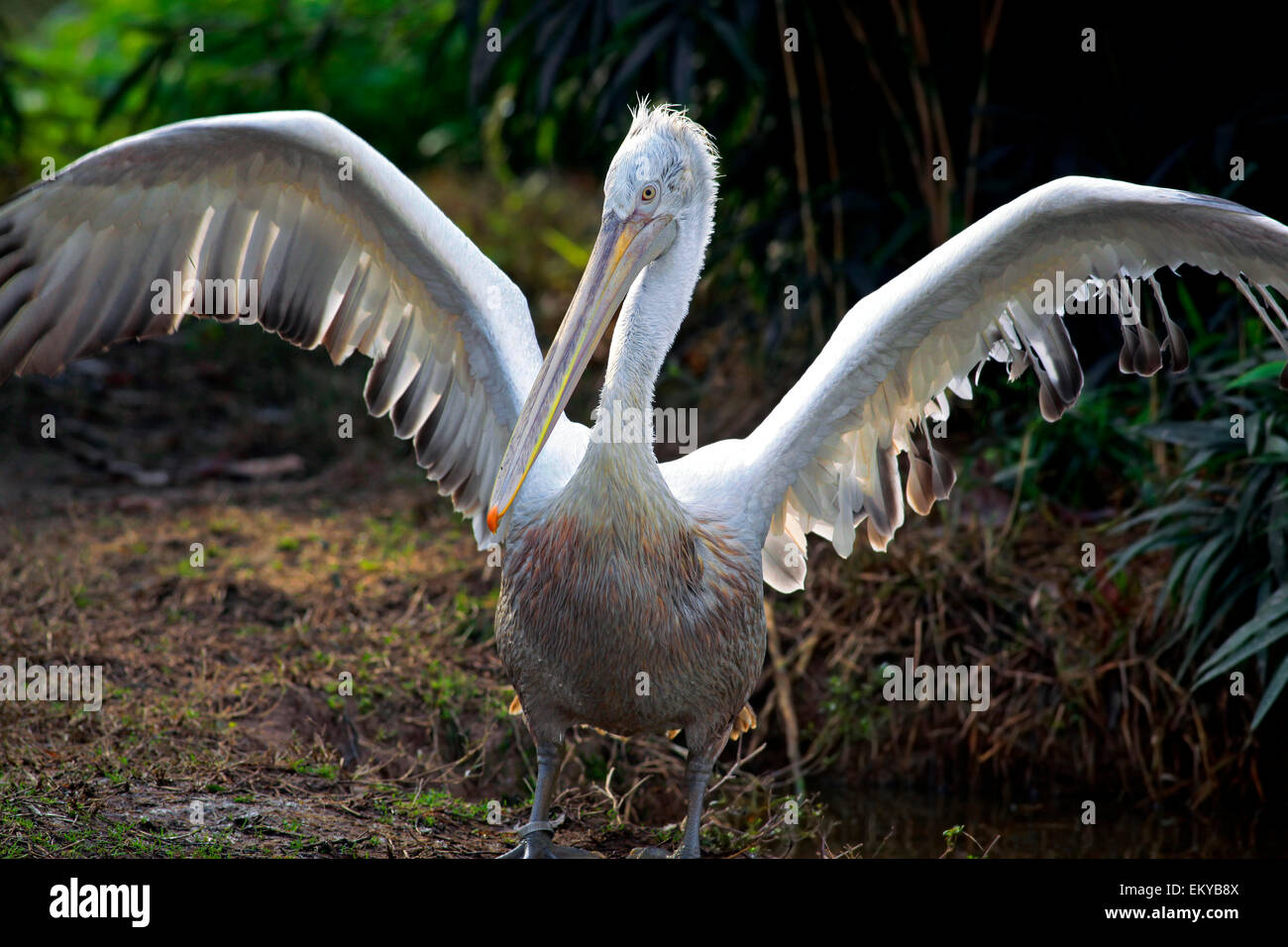Open wings hi-res stock photography and images - Alamy