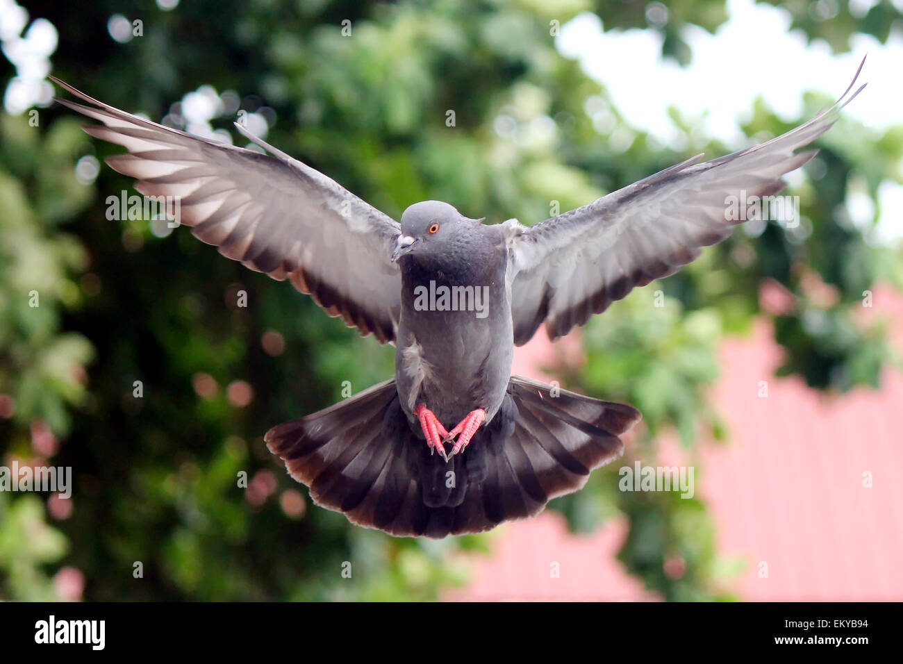 Flying pigeon in the natural Stock Photo - Alamy
