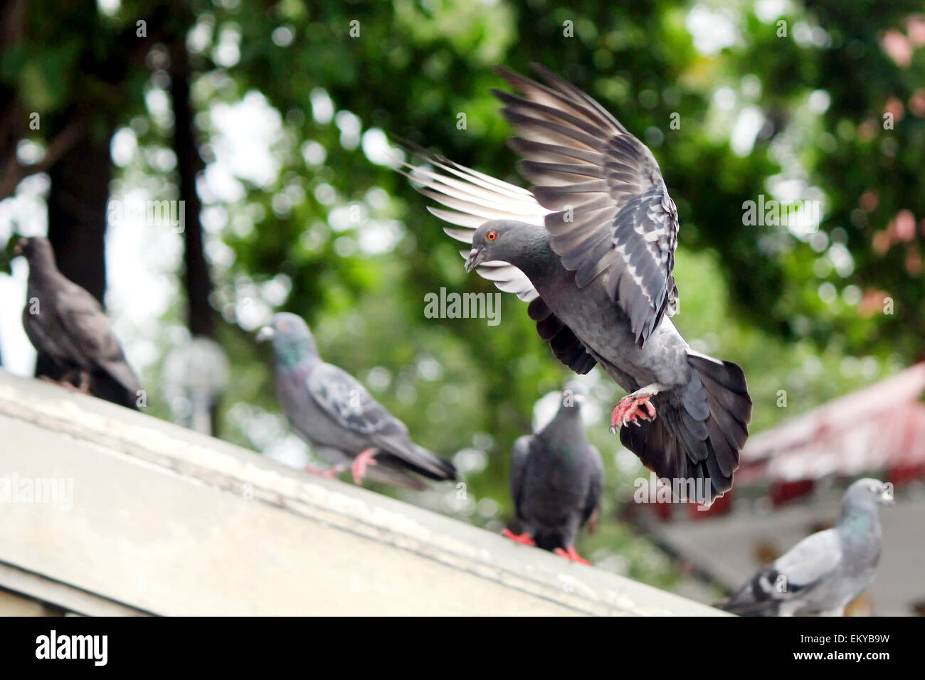Flying pigeon in the natural Stock Photo - Alamy