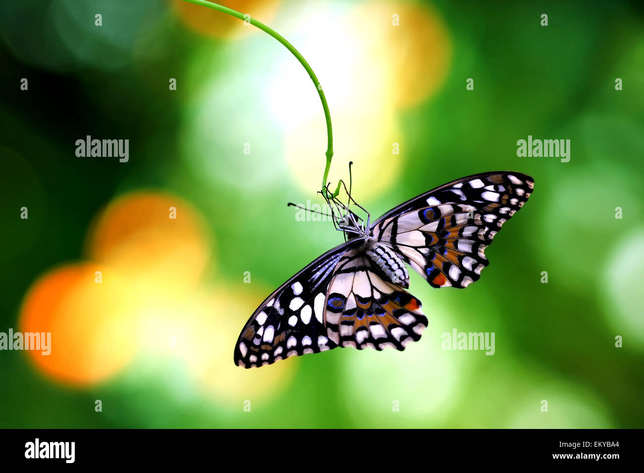 Beautiful butterfly in the natural Stock Photo - Alamy