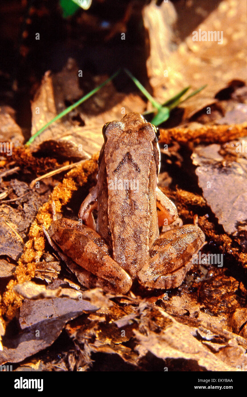 Italian frog hi-res stock photography and images - Alamy