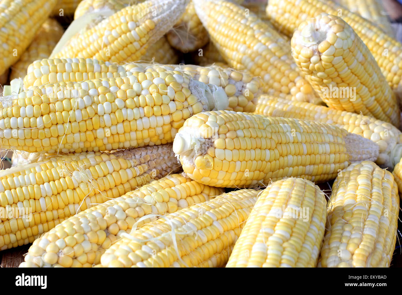 Pile fresh organic sweet corns hi-res stock photography and images - Alamy