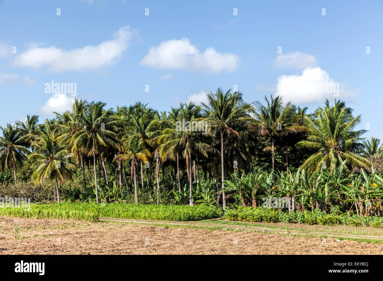Palm cigars hi-res stock photography and images - Alamy