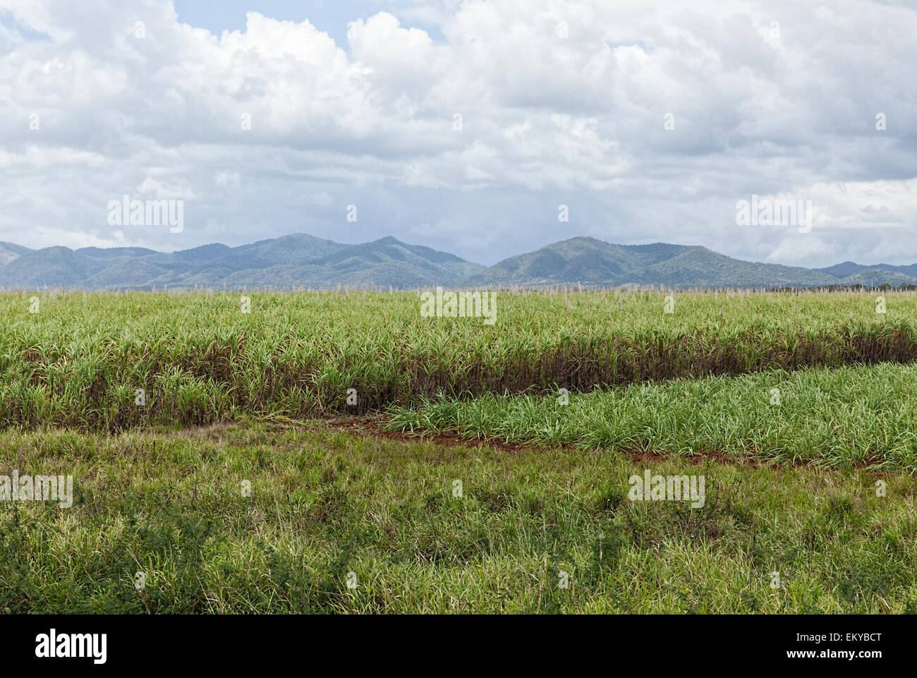 Sugar cane harvest cuba hi-res stock photography and images - Alamy