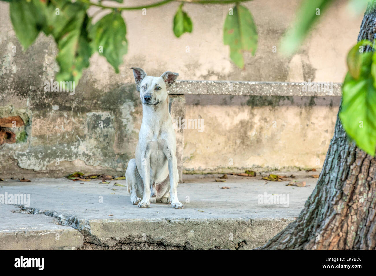 Stray white dog sitting on an old concrete floor with a decaying wall ...