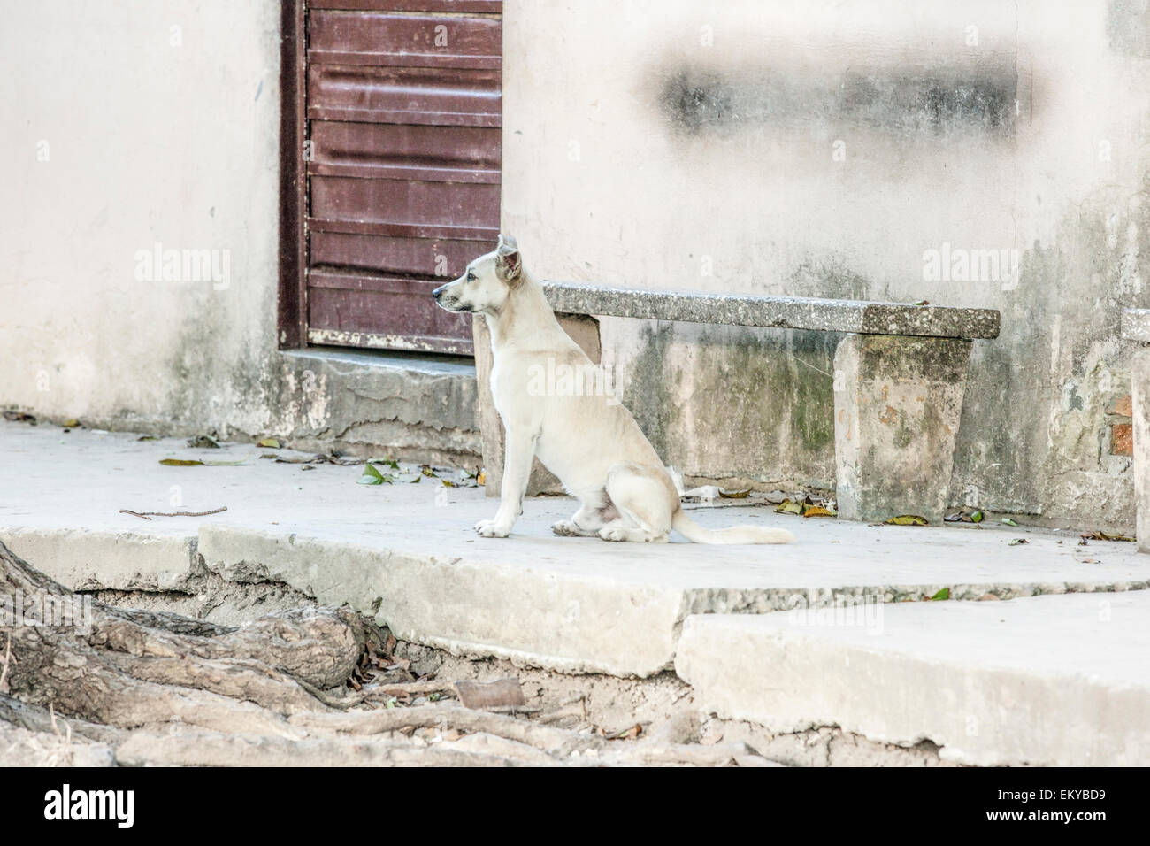 Wooden dog hi-res stock photography and images - Alamy