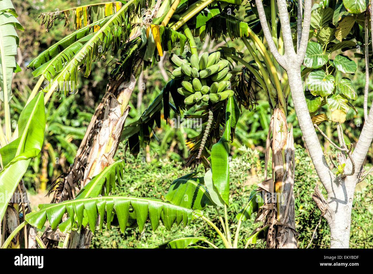 Banana palm tree hi-res stock photography and images - Alamy