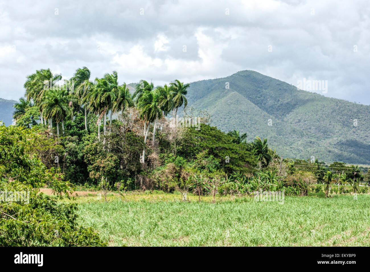 Sugar cane fields mountains and palm trees in the northern part of Cuba ...