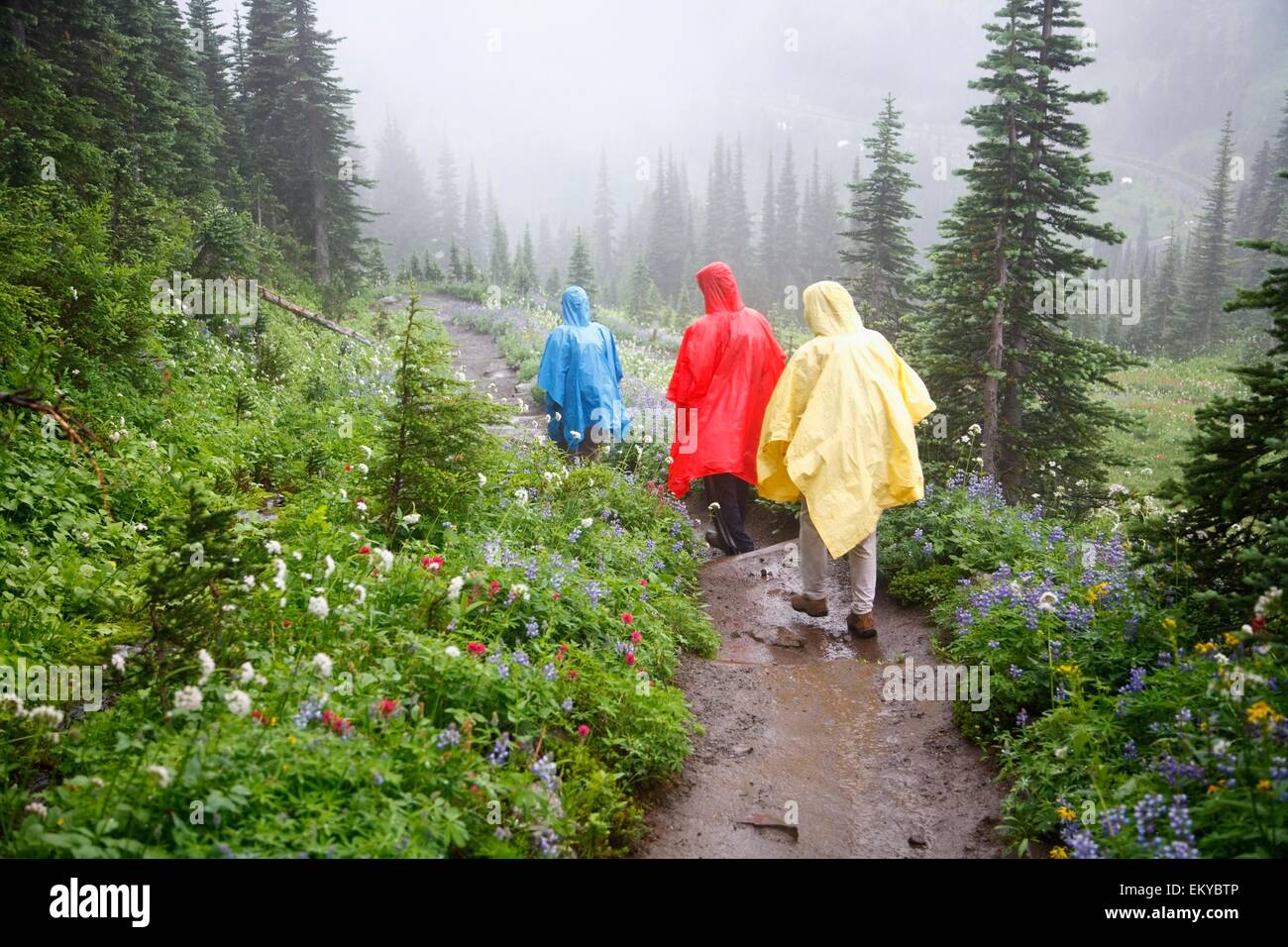 Three Hikers In A Rain Storm In Mt. Rainier National Park; Washington ...