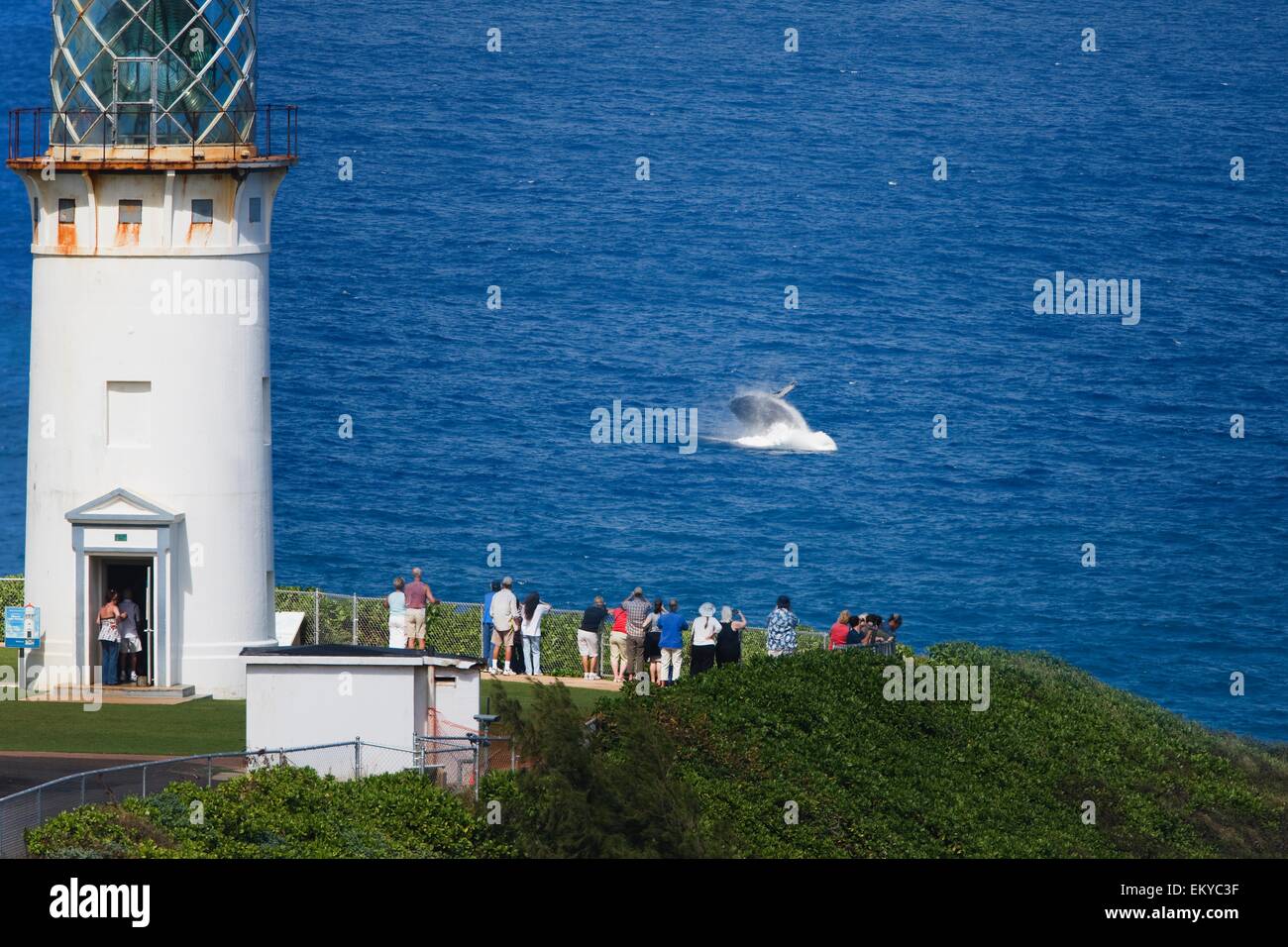 Humpback whales hawaii people hi-res stock photography and images - Alamy