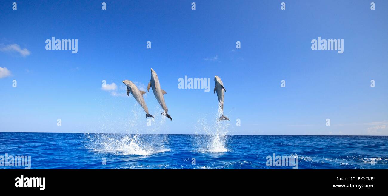 Roatan, Bay Islands, Honduras; Bottlenose Dolphins (Tursiops Truncatus) Jumping In The Caribbean ...