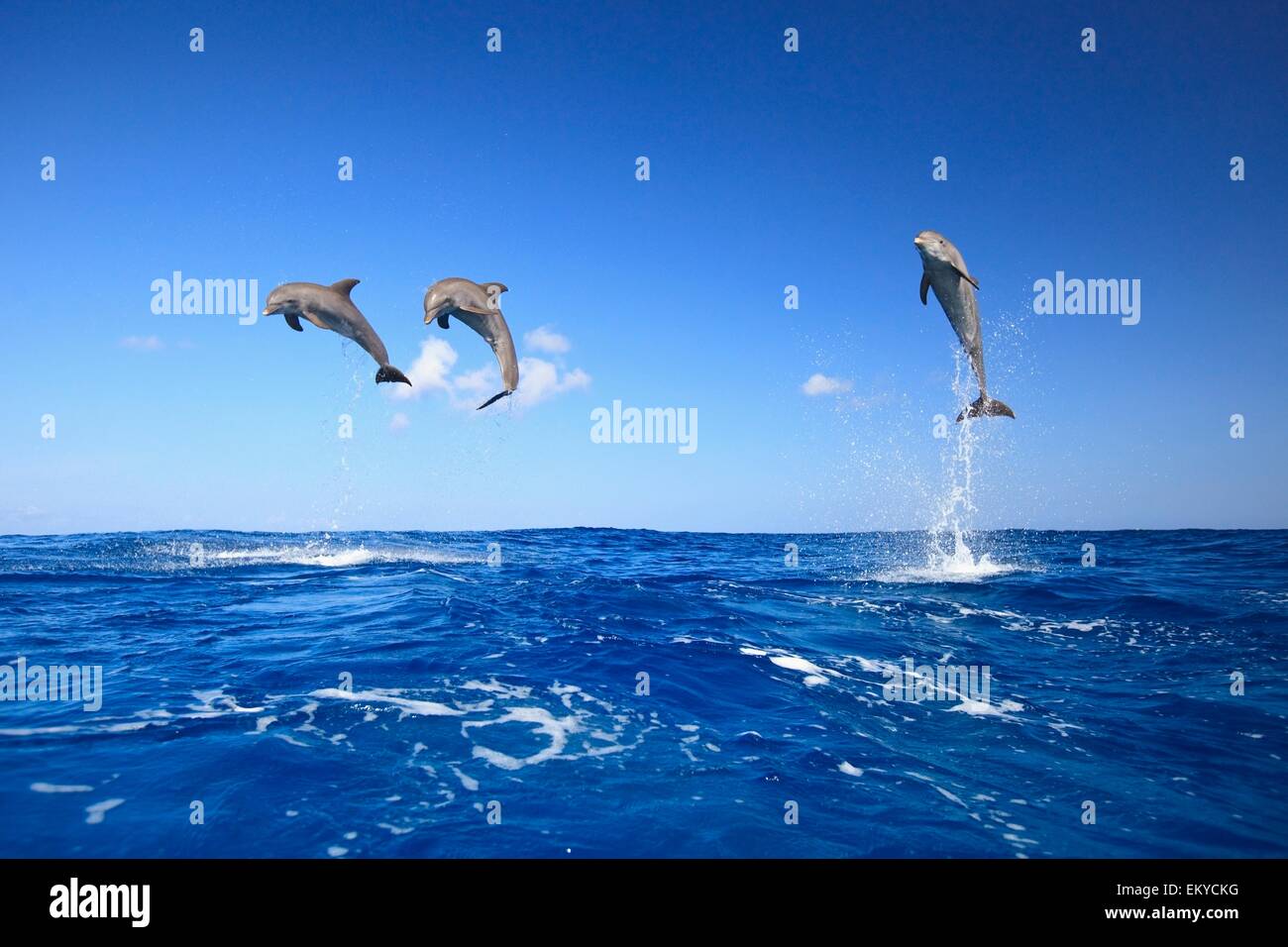Roatan, Bay Islands, Honduras; Bottlenose Dolphins (Tursiops Truncatus ...