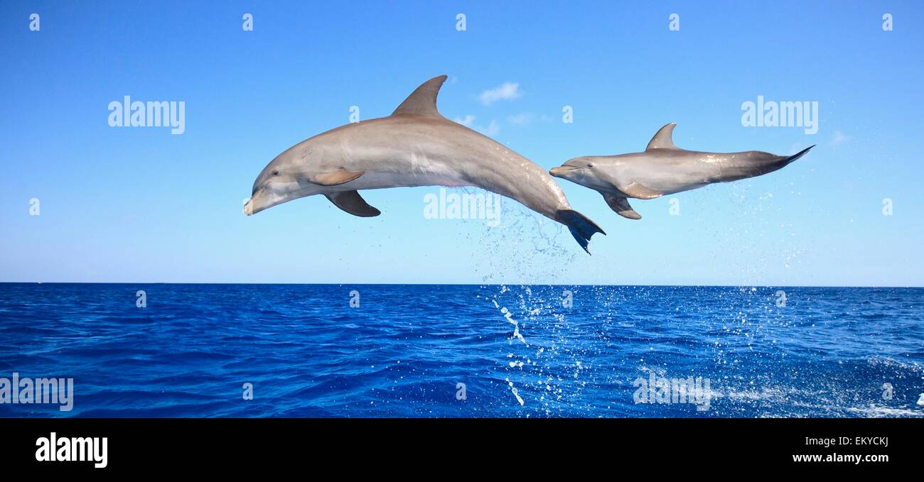 Roatan, Bay Islands, Honduras; Bottlenose Dolphins (Tursiops Truncatus) Jumping In The Caribbean ...