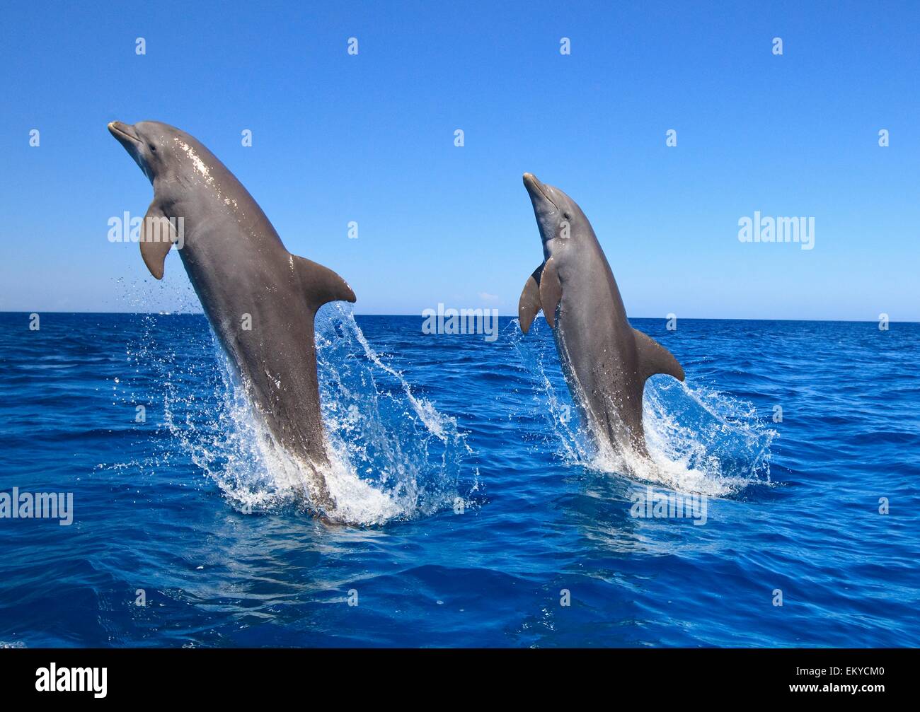 Roatan, Bay Islands, Honduras; Bottlenose Dolphins (Tursiops Truncatus ...
