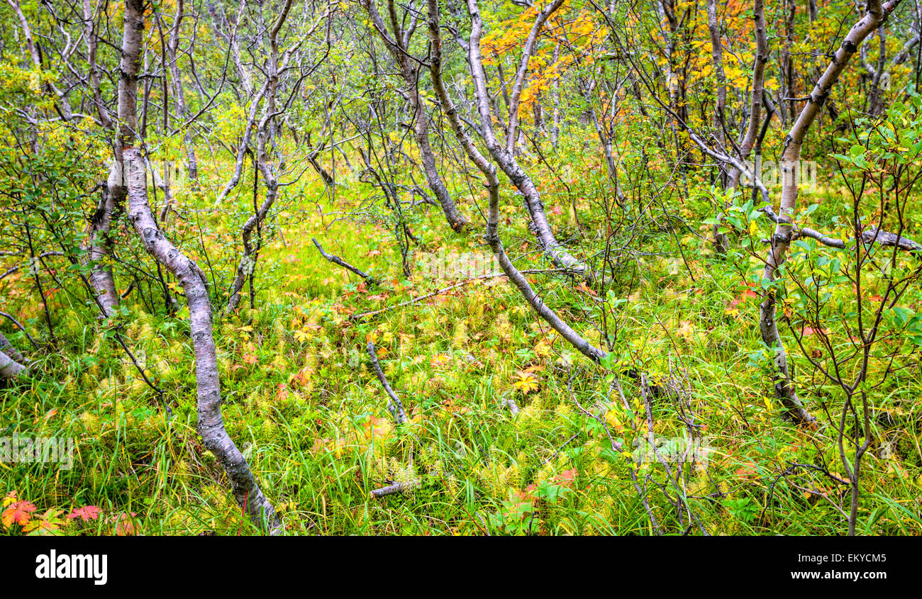 Forest in Asbyrgr, Northern Iceland Stock Photo - Alamy