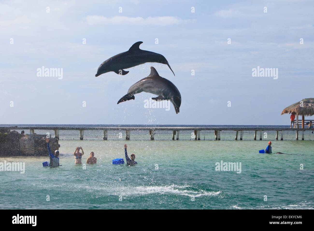 Roatan, Bay Islands, Honduras; Bottlenose Dolphins (Tursiops Truncatus ...