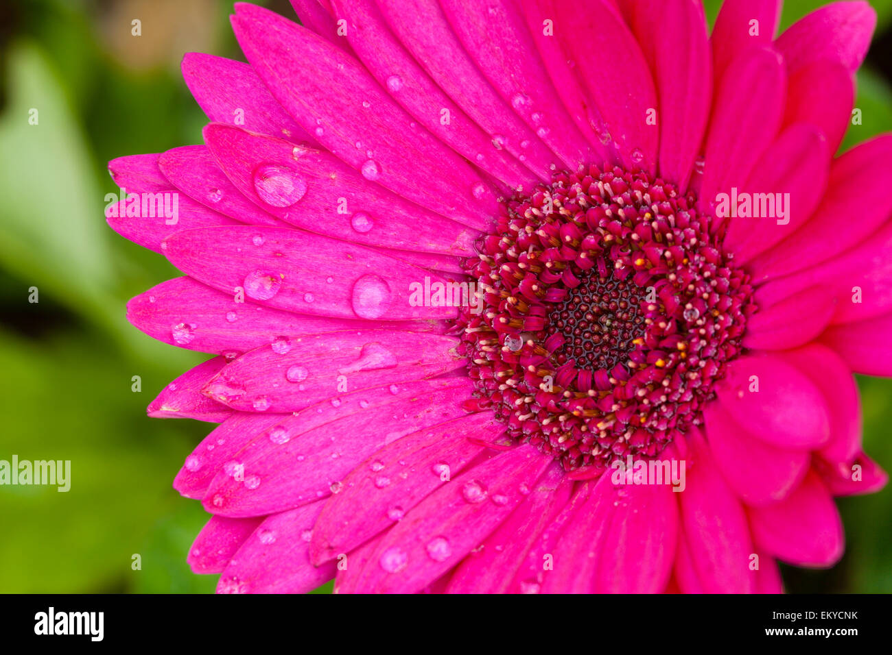 Pink drops hi-res stock photography and images - Alamy