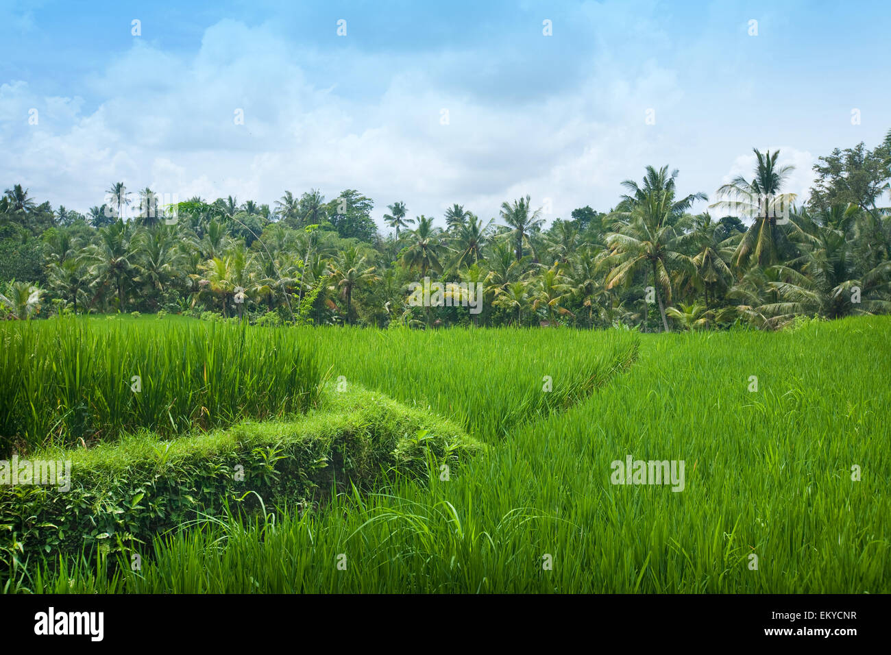 Lush green paddy fields of Bali with blue sky Stock Photo - Alamy