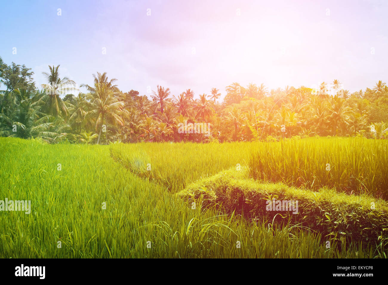 Lush green paddy fields of Bali with blue sky Stock Photo - Alamy