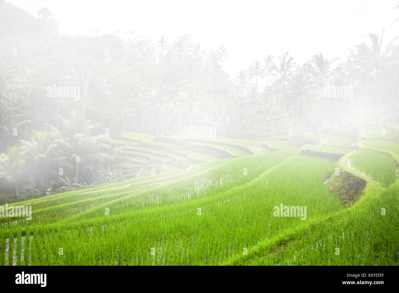 Lush green paddy fields of Bali in the mist Stock Photo - Alamy