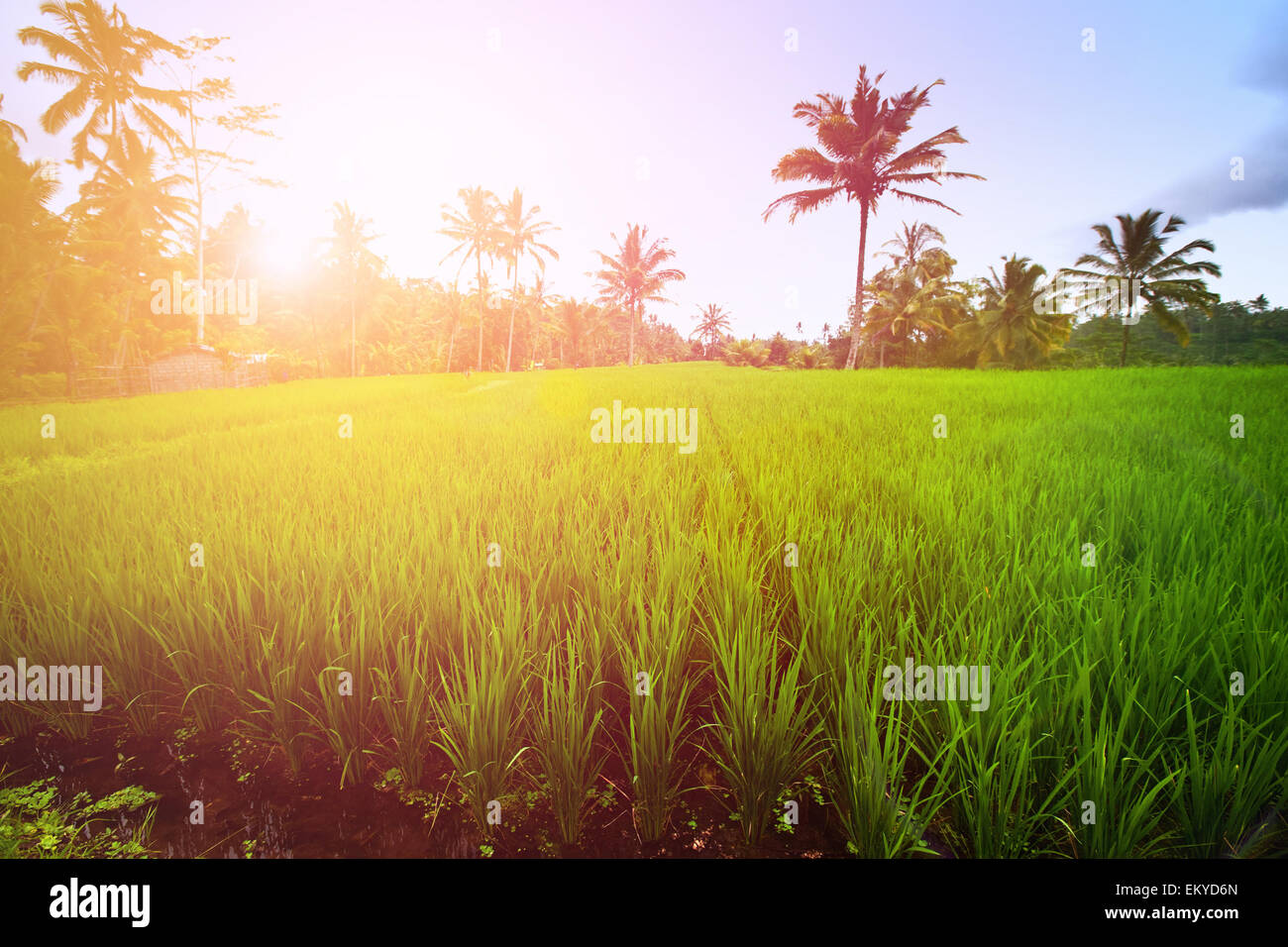 Beautiful lush paddy field of Bali early in the morning Stock Photo - Alamy