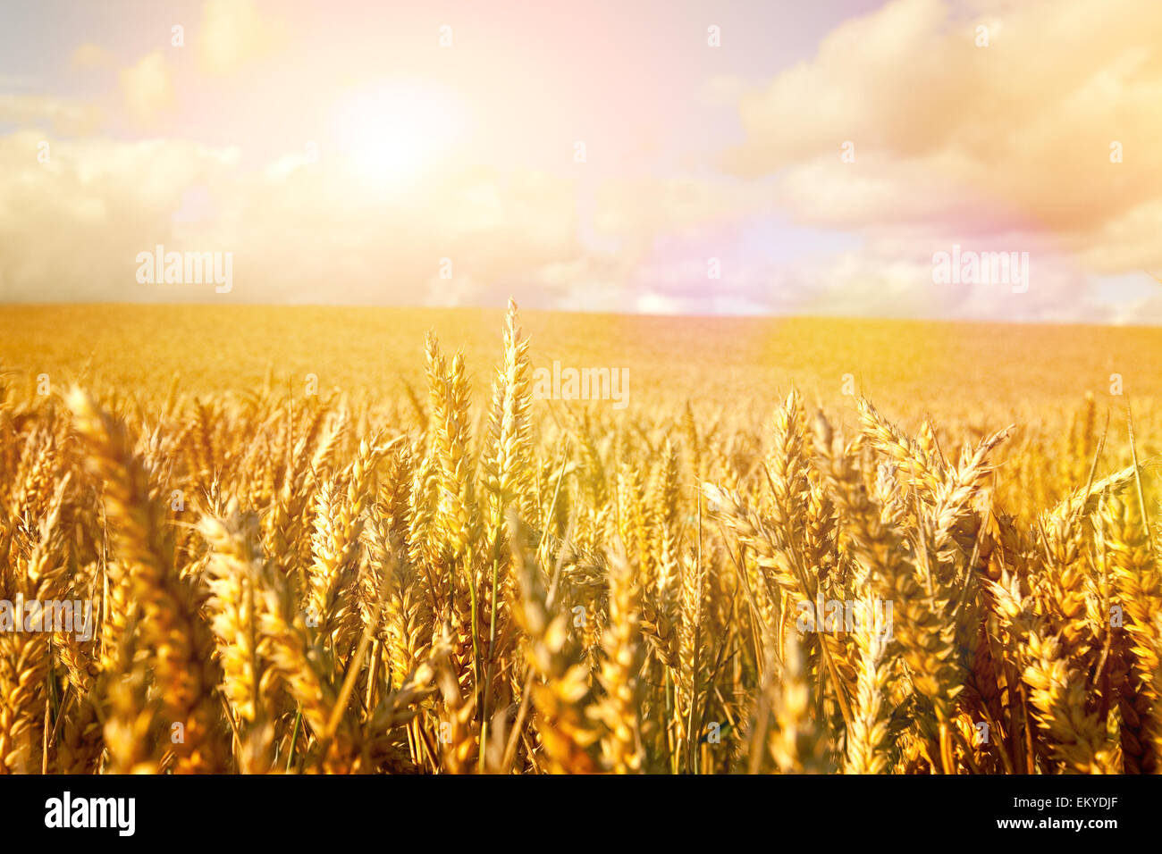 Ripening wheat in the early morning sun Stock Photo - Alamy