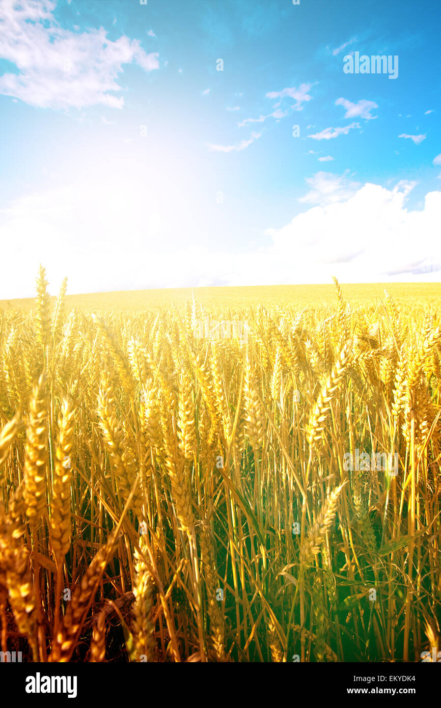 Ripening wheat in the early morning sun with blue sky in background ...
