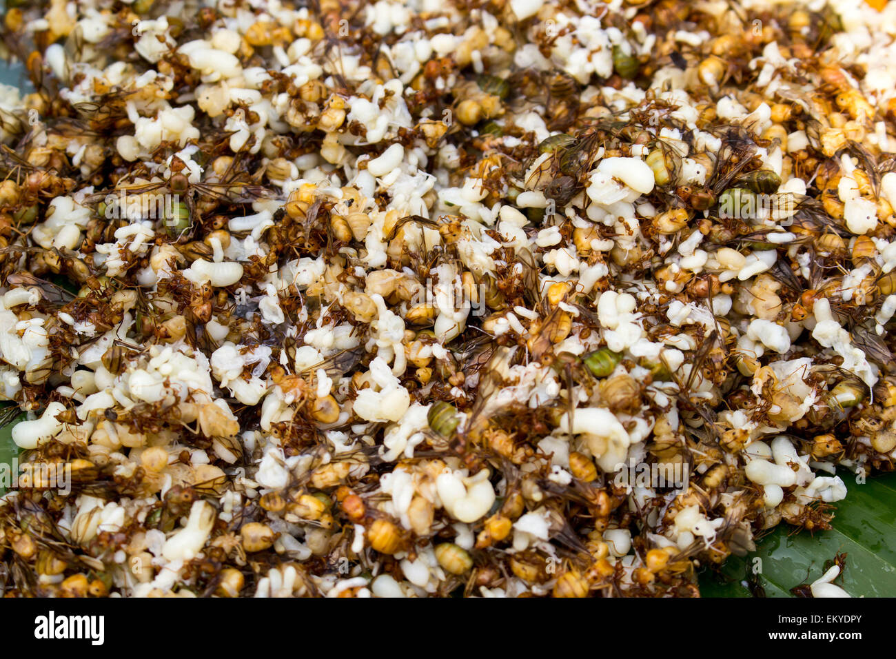 Sivasagar, Assam, India. 15th Apr, 2015. An Indian man (unseen ...