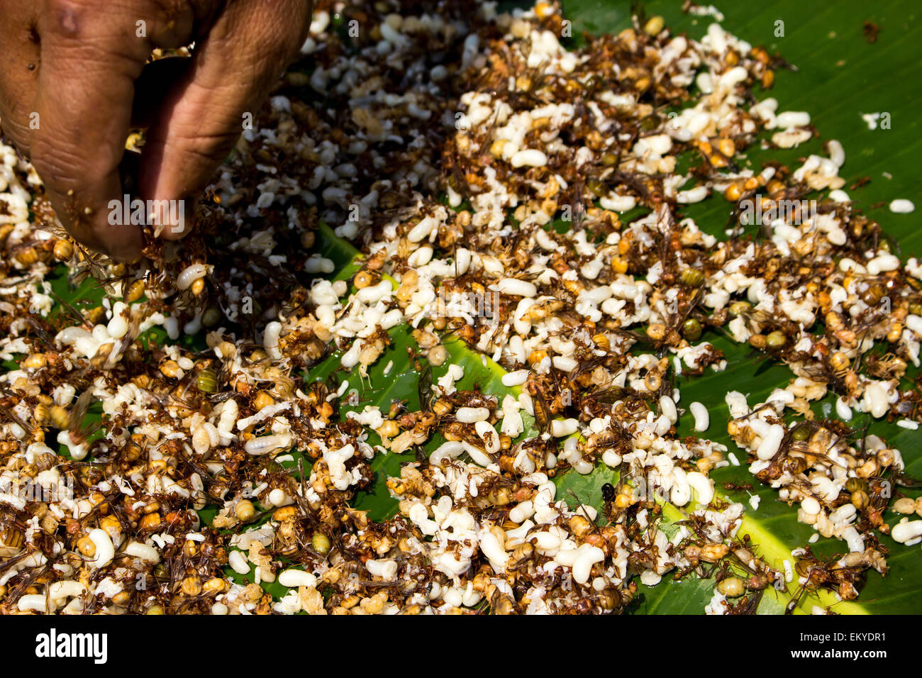 Sivasagar, Assam, India. 15th Apr, 2015. An Indian man prepares shell ...