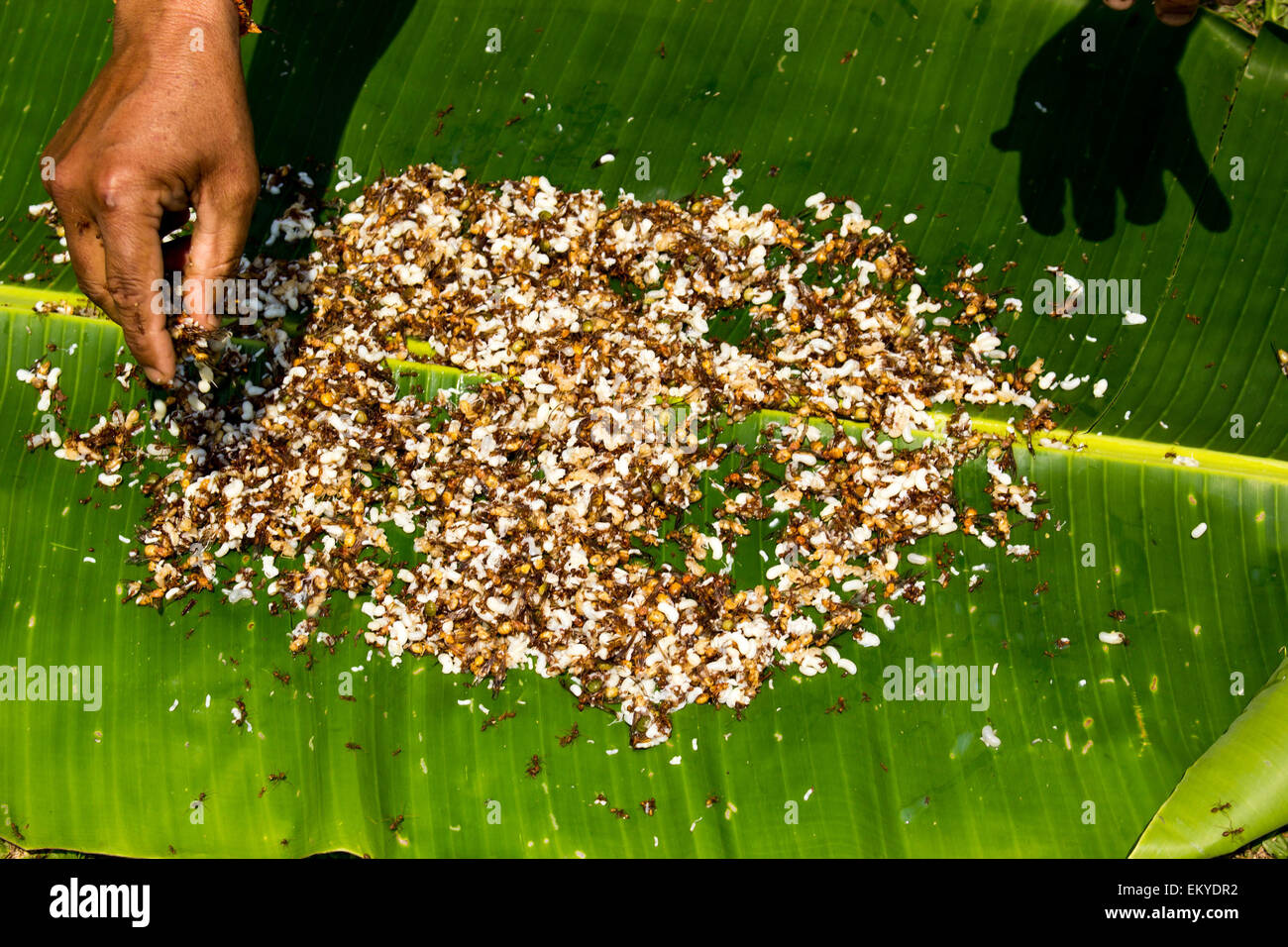 Indian ants hi-res stock photography and images - Alamy