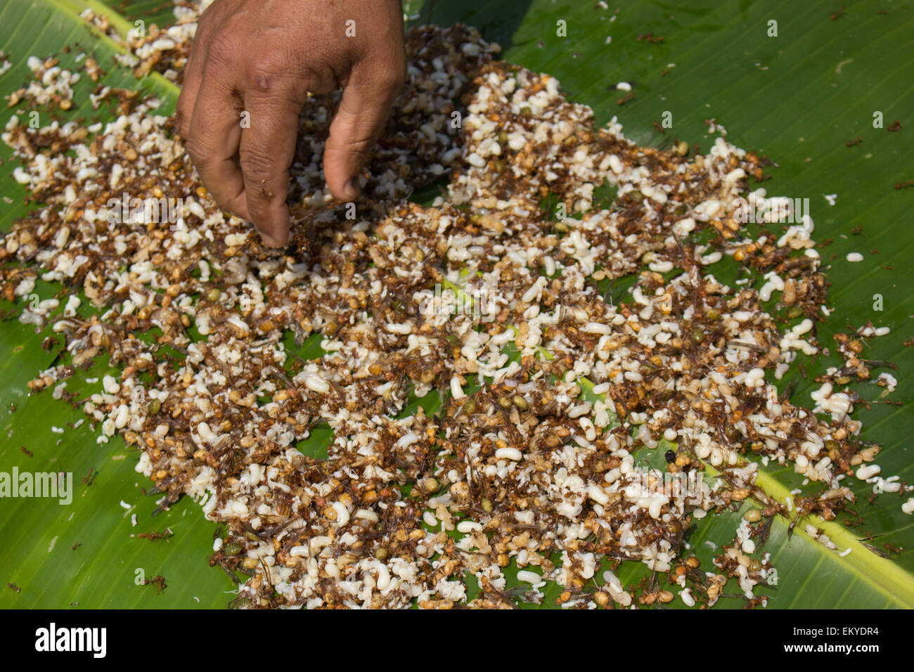 Indian ants hi-res stock photography and images - Alamy
