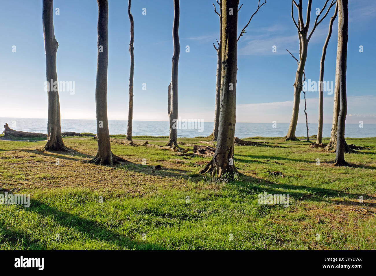 Beech trees at the coast of the Baltic Sea Stock Photo - Alamy